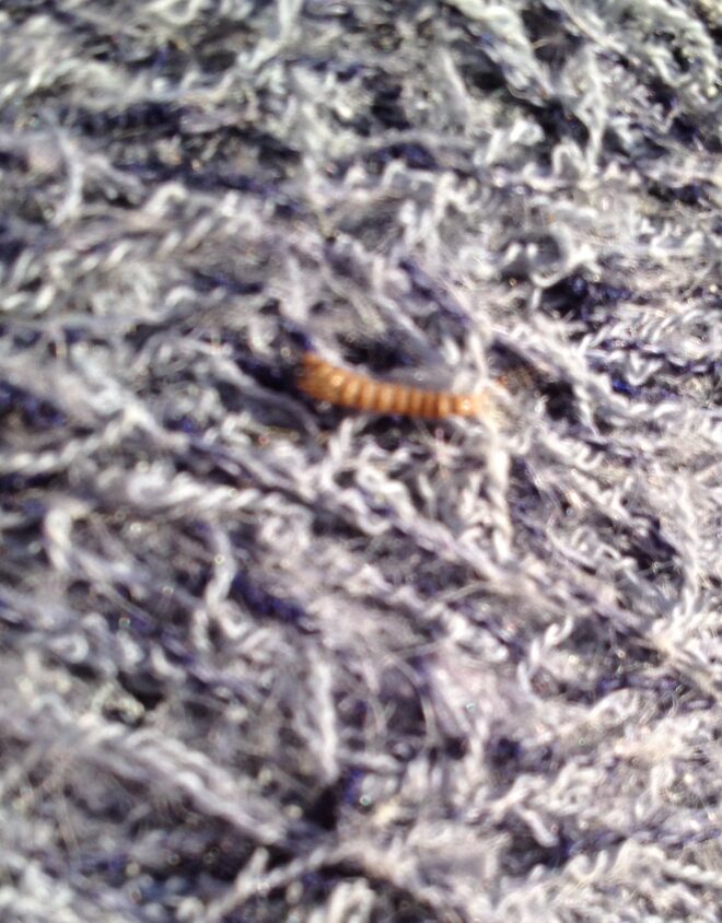 Eliminate Wool Moths: A 10-Step Solution | SlowYarn.com