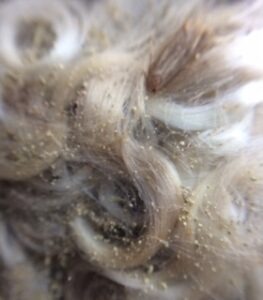 Eliminate Wool Moths: A 10-Step Solution | SlowYarn.com