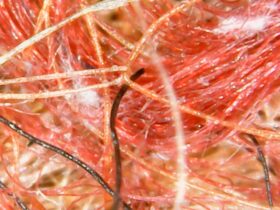 Fibers Under a Microscope | SlowYarn.com