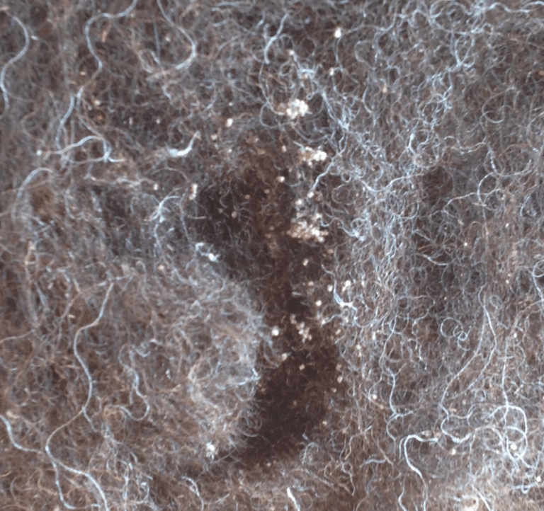 Eliminate Wool Moths: A 10-Step Solution | SlowYarn.com